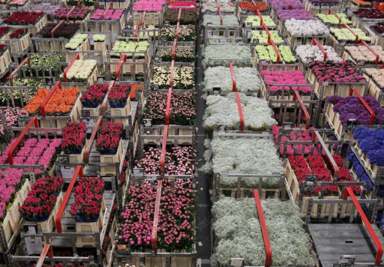 How Colombian Flower Workers Make Valentine's Day Possible